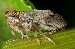 Gears before its time | OpentheWord.org