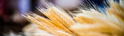 Is John 4:35 the most misunderstood verse in the Bible? – OpentheWord.org