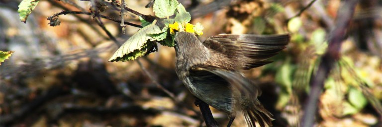 Why animals became carnivores: Vampire finches – OpentheWord.org