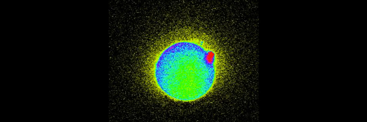 ‘Light of life’: There is an explosion of light at the moment of ...
