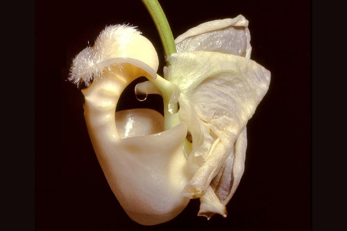 The bucket orchid’s 10-minute prisoner – OpentheWord.org