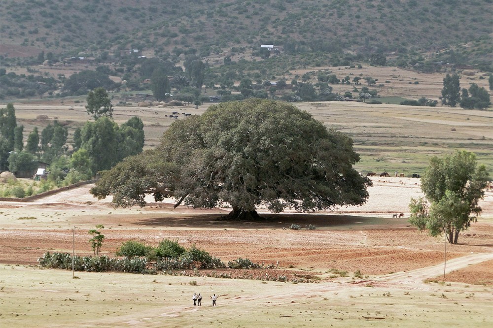 Why Jesus Compared Unforgiveness To the Sycamine Tree – OpentheWord.org
