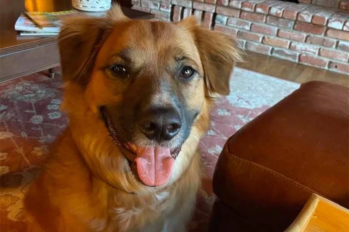 A cute story about a lost Border Collie mix – OpentheWord.org