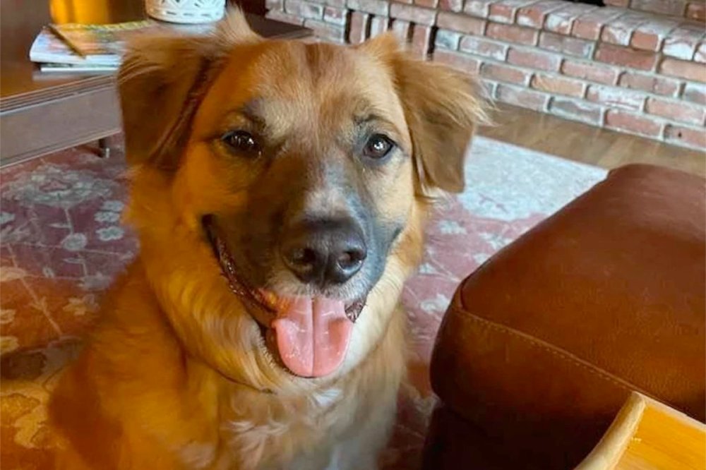 A cute story about a lost Border Collie mix – OpentheWord.org