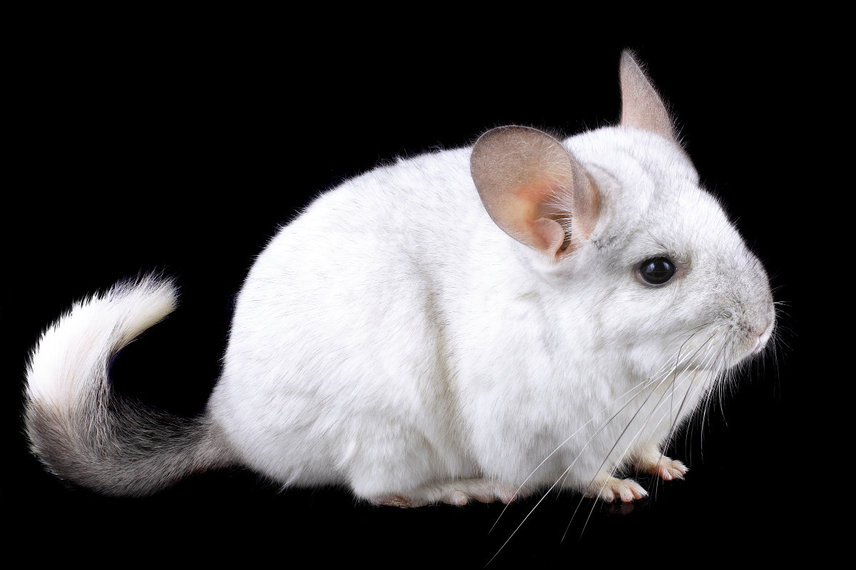 Sharper than a two-edged rat? – OpentheWord.org