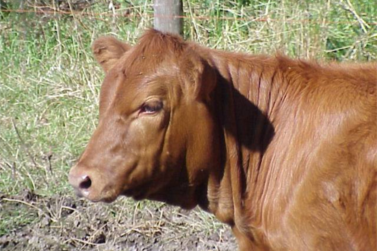 The significance of five ‘unblemished’ red heifers that were delivered ...