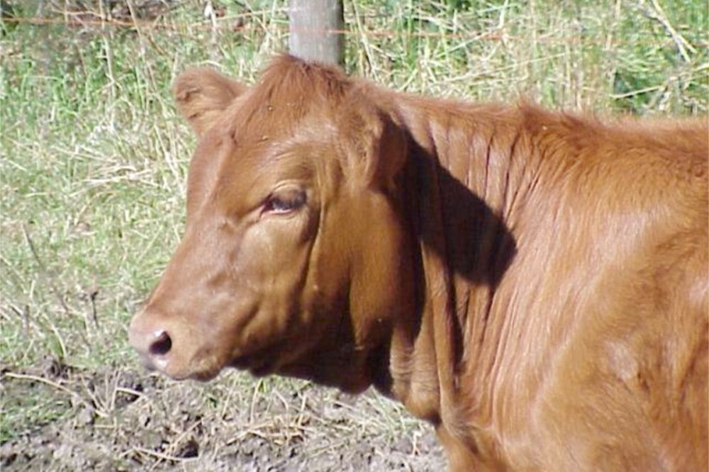The significance of five ‘unblemished’ red heifers that were delivered ...