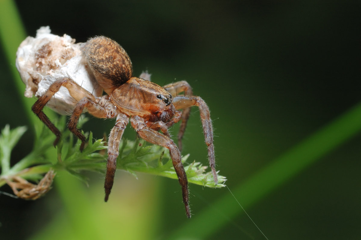 Exterminating Fear of Creepy Crawlers – OpentheWord.org