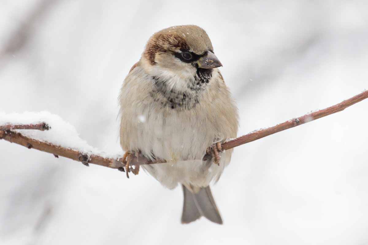 The ‘Smash Sparrow Campaign’ and the left’s continued attack on ...