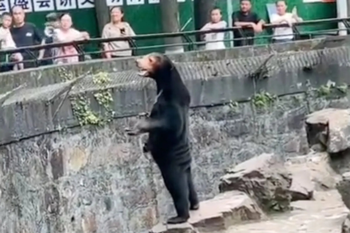 Chinese zoo denies it is using human stand-ins for its bears ...