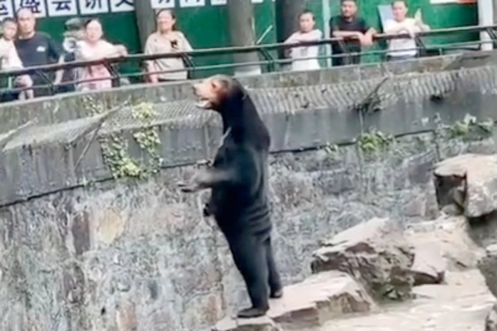 Chinese zoo denies it is using human stand-ins for its bears ...