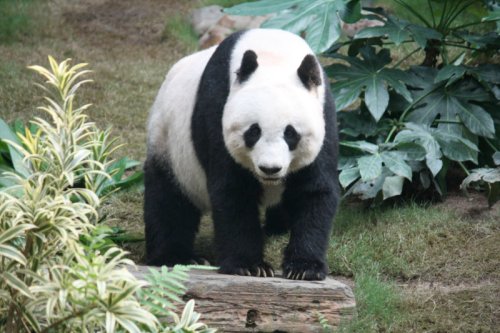 Those fake pandas: Who is telling the truth? – OpentheWord.org